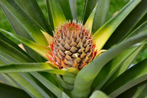 photos of pineapple plant | Inside NanaBread's Head
