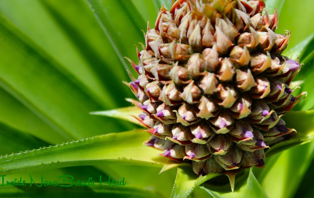 growing your own pineapples | Inside NanaBread's Head