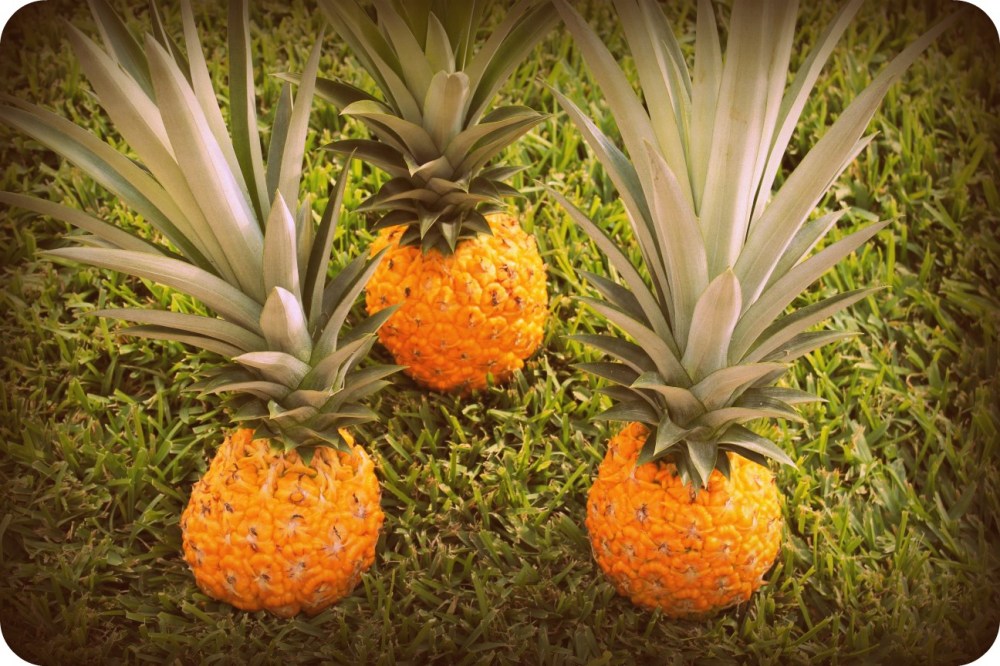 growing your own pineapples | Inside NanaBread's Head
