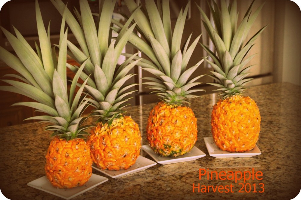 growing your own pineapples | Inside NanaBread's Head