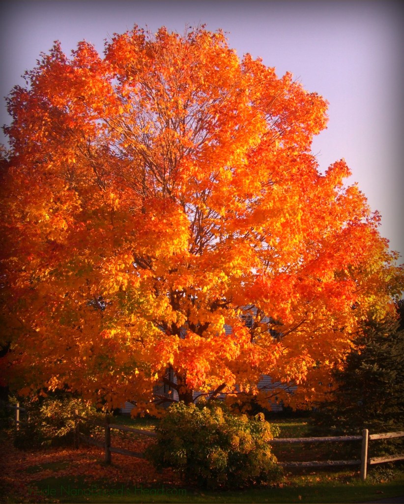 My Favorite Season: Fall | Inside NanaBread's Head